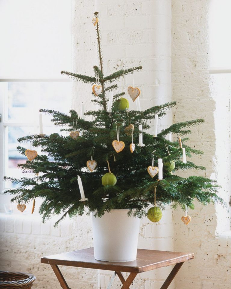 40 Stunning Christmas Tree Images – Christmas Celebration – All about ...