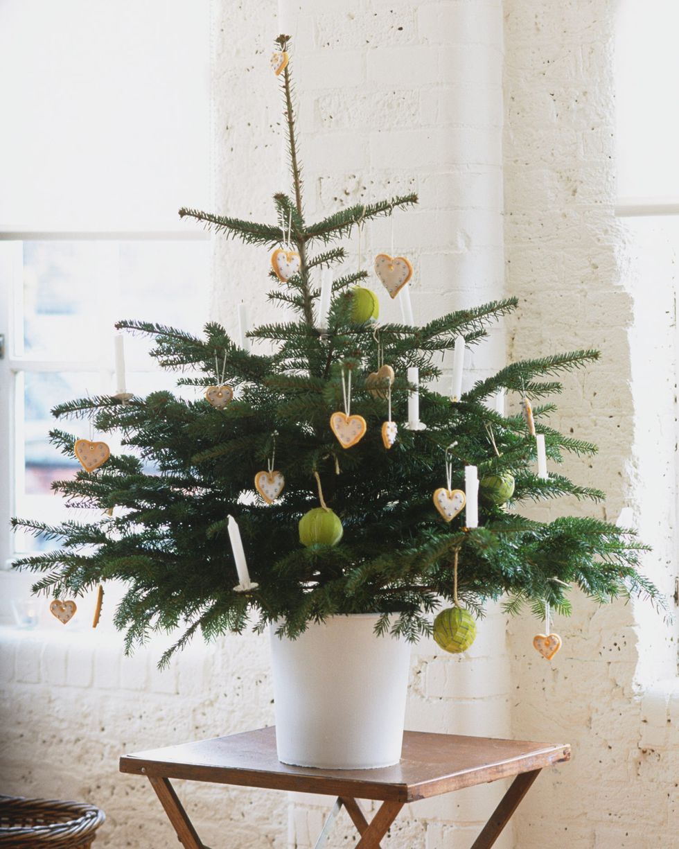 40 Stunning Christmas Tree Images – Christmas Celebration – All about ...